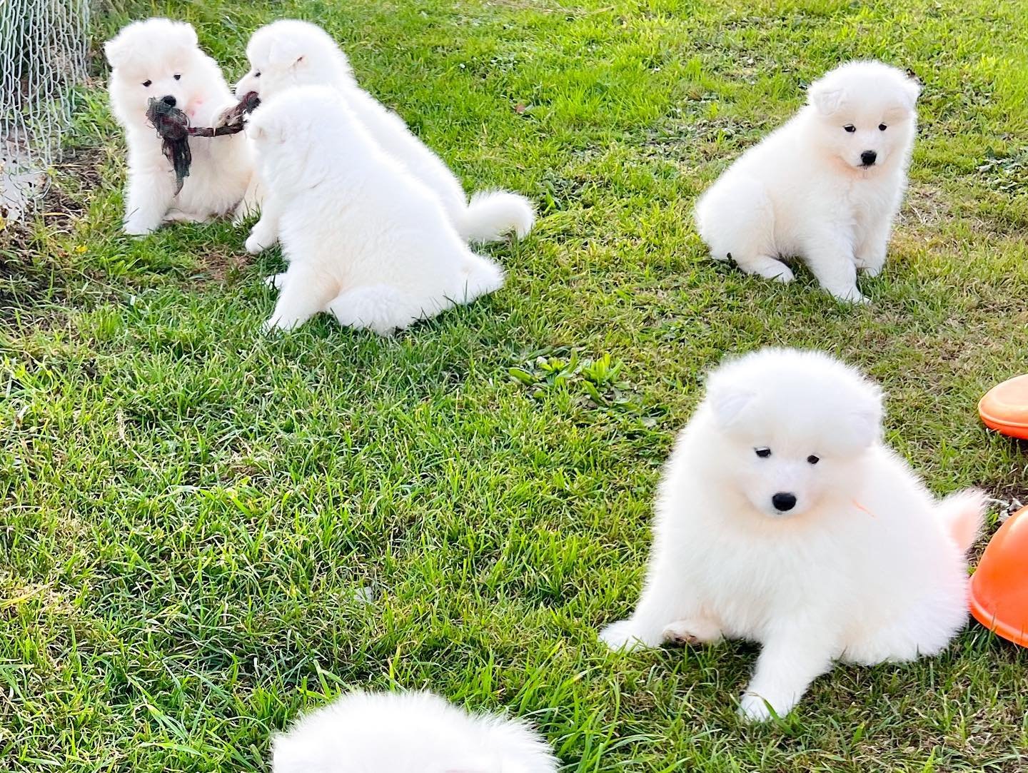 Samoyed Dog Puppy For Sale 8 Delightful Samoyed Puppies