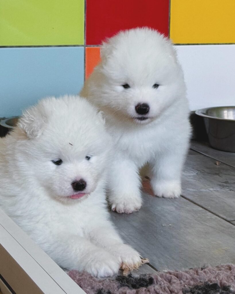 AKC Samoyed Puppies For Sale HOME - Delightful Samoyed