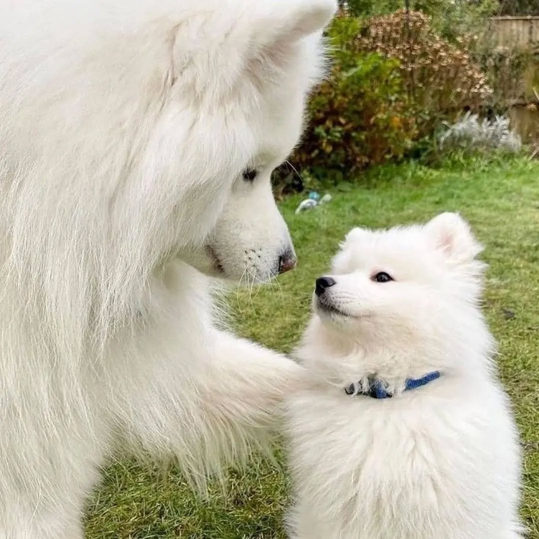 Samoyed Grooming - Delightful Samoyed